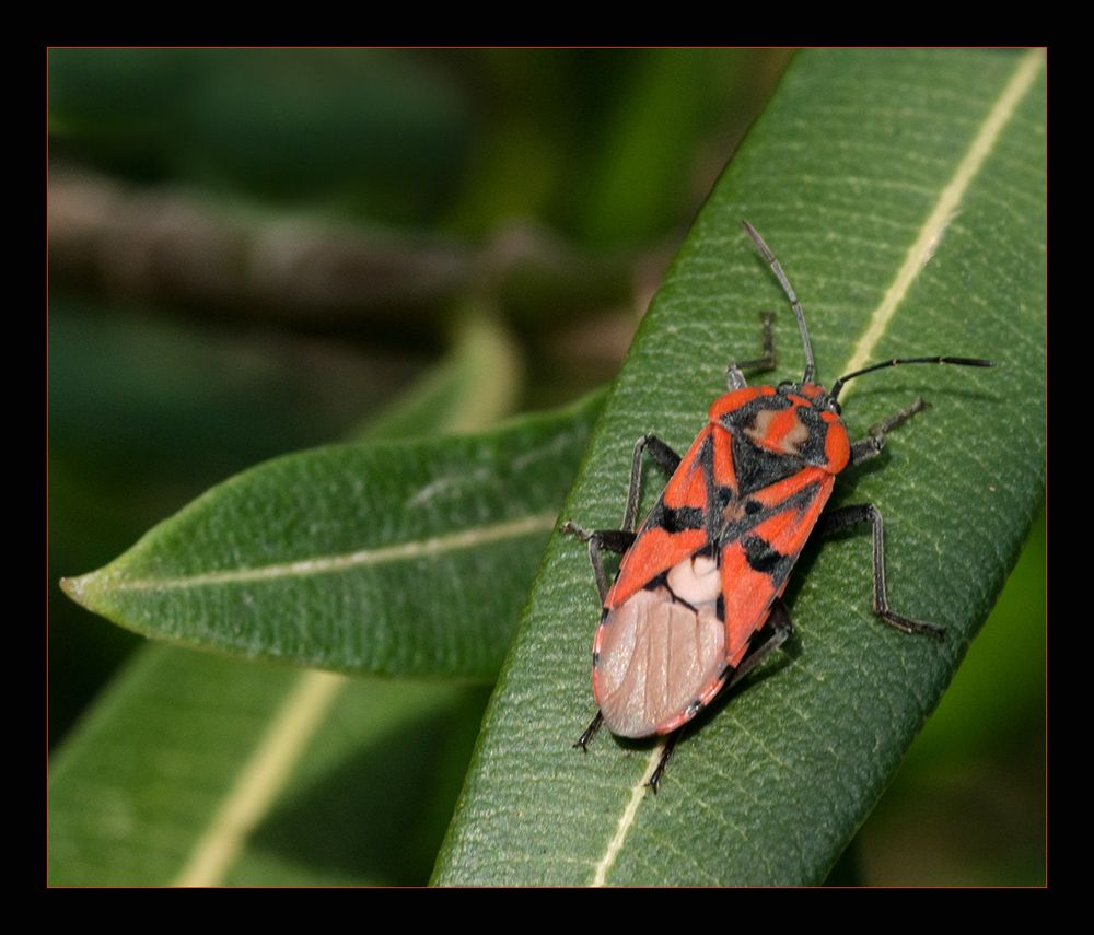 kleine Wanze ganz gross Foto & Bild | tiere, wildlife, insekten Bilder ...