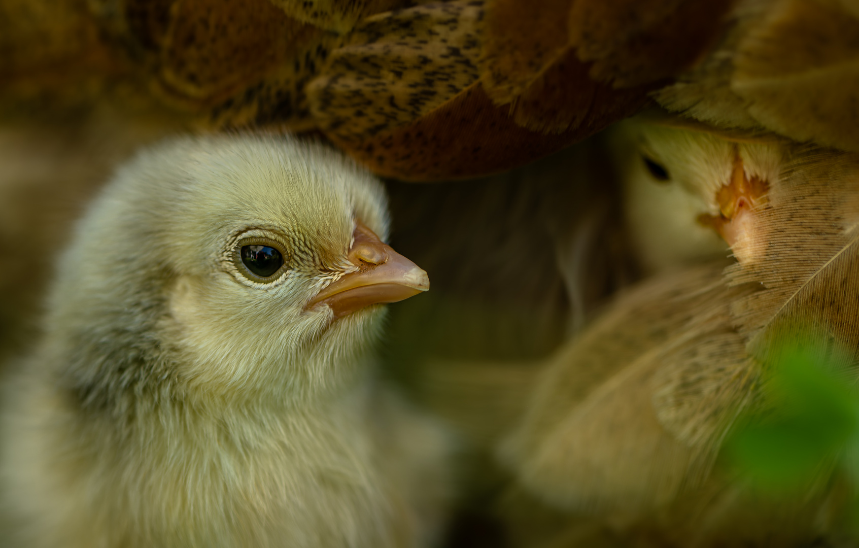 Kleine Wunder Foto & Bild | fotos, natur, nahaufnahme Bilder auf ...