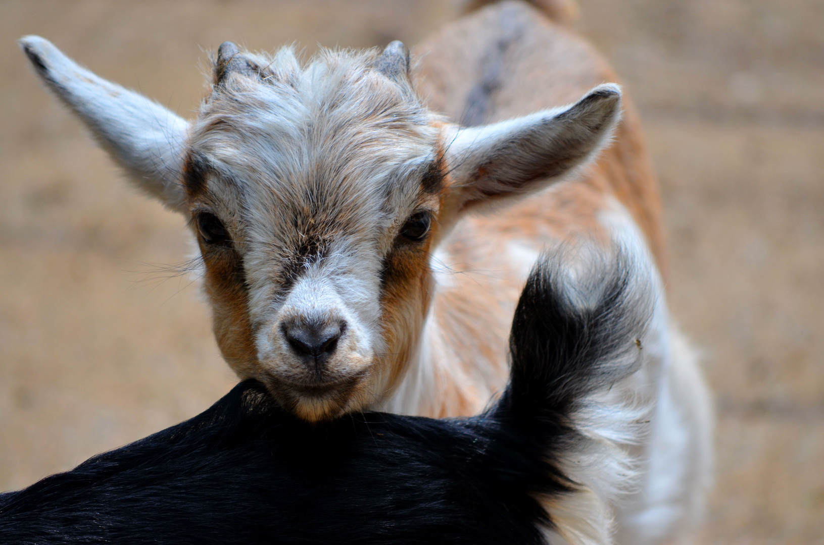 kleine Ziege Foto & Bild | tiere, tierkinder, natur Bilder auf ...