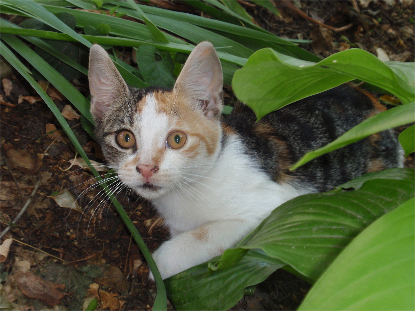 Kleine_Katze Foto & Bild | tiere, tierkinder, fotografie Bilder auf ...