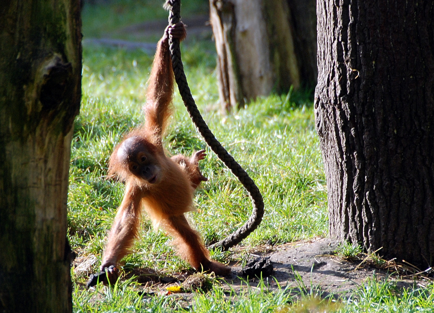 Kleiner Affe ganz groß. Foto & Bild | tiere, tierkinder, natur Bilder ...