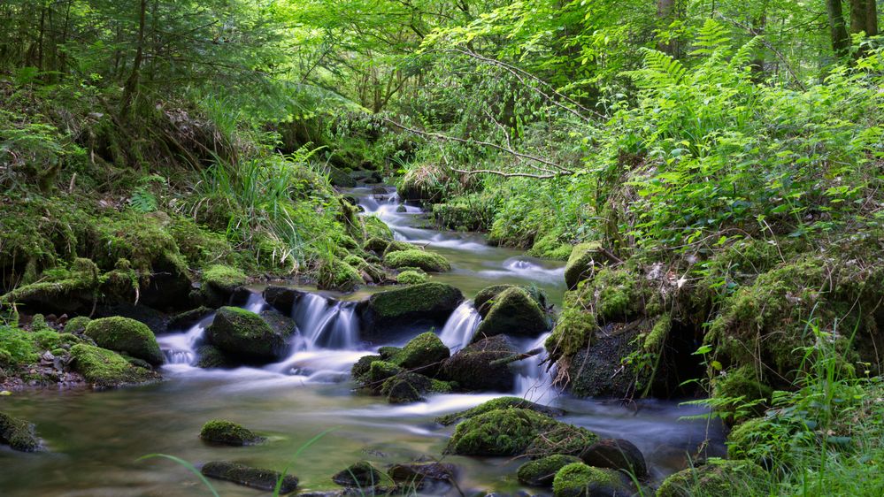 Kleiner Bach im Wald Foto & Bild | techniken, aufnahme-techniken ...