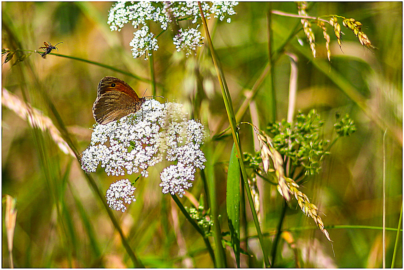 Kleiner brauner Falter ... Foto & Bild | spezial, insekten, falter ...