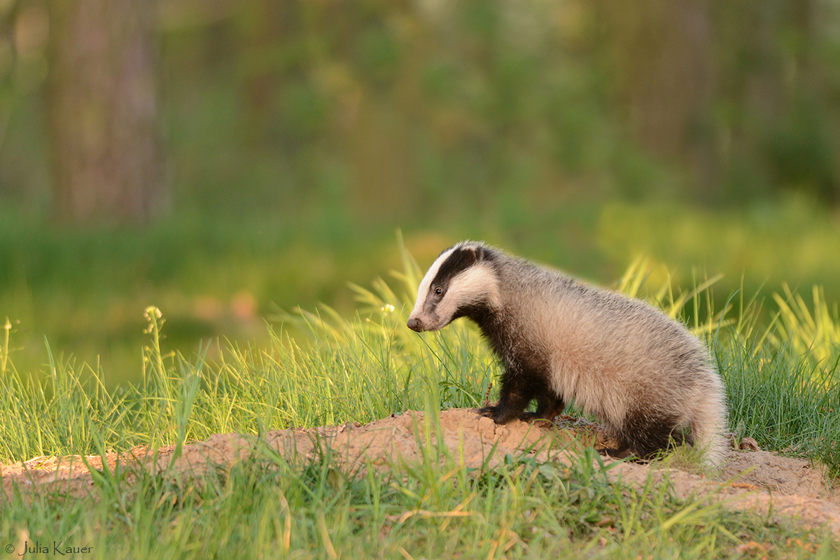 Kleiner Dachs Foto & Bild | tiere, wildlife, säugetiere Bilder auf ...