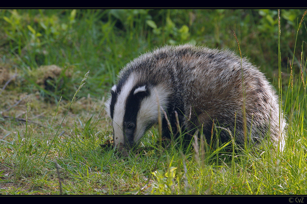 kleiner Dachs (ND) Foto & Bild | tiere, wildlife, säugetiere Bilder auf ...