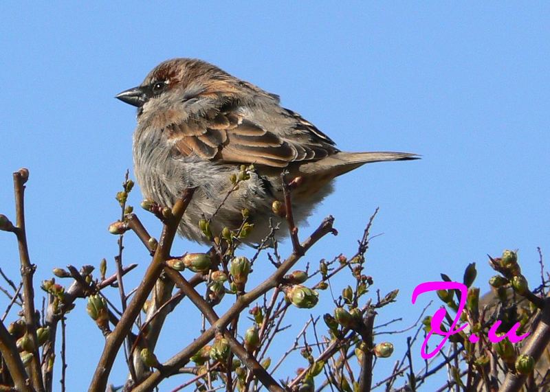Kleiner dicker Piepmatz Foto & Bild | tiere, wildlife, wild lebende ...