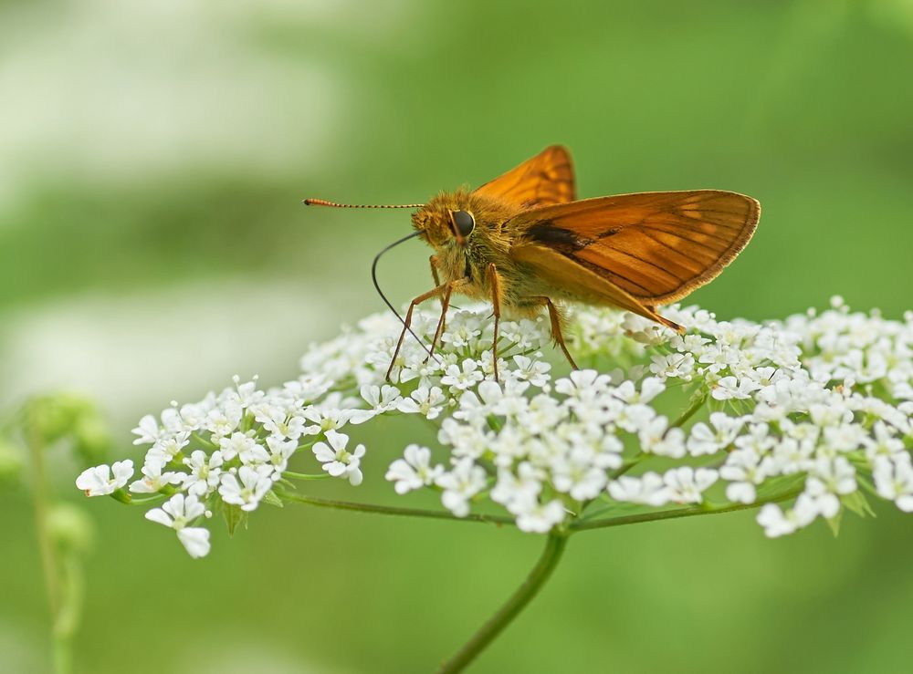 Kleiner Dickkopf Foto & Bild | natur, insekten, tiere Bilder auf ...