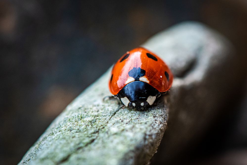Kleiner Dickkopf Foto & Bild | tiere, wildlife, insekten Bilder auf ...
