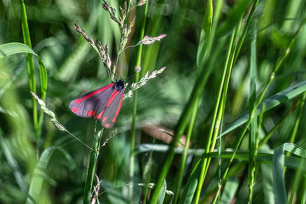 Kleiner Falter, schwarz/rot ... Foto & Bild | falter, fotowabo ...