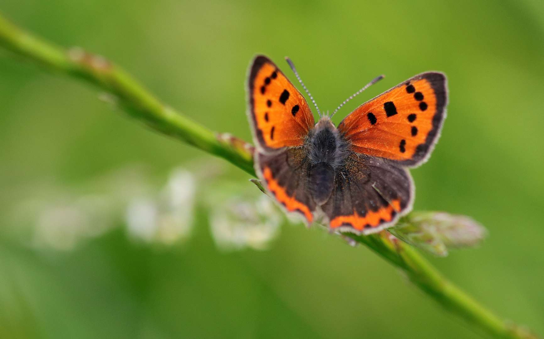 ~Kleiner Feuerfalter~ Foto & Bild | makro, wiese, orange Bilder auf ...