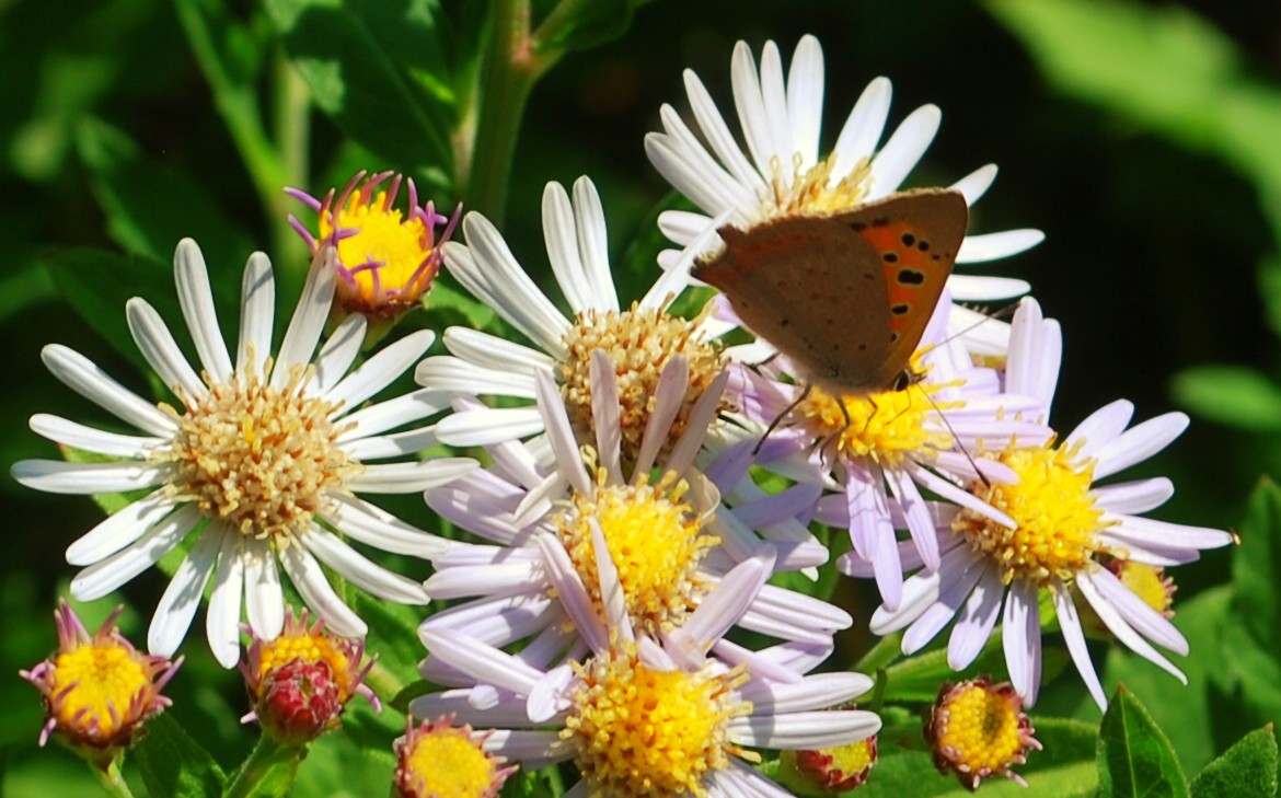 kleiner Feuerfalter auf lanzenblättrige Aster Foto & Bild | tiere ...