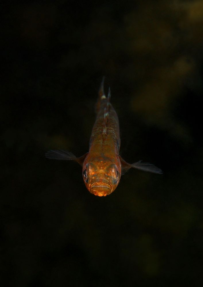 kleiner Fisch Foto & Bild | unterwasser, uw-salzwasser, natur-kreativ ...
