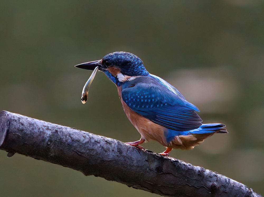 Kleiner Fisch Foto & Bild | tiere, wildlife, wild lebende vögel Bilder ...