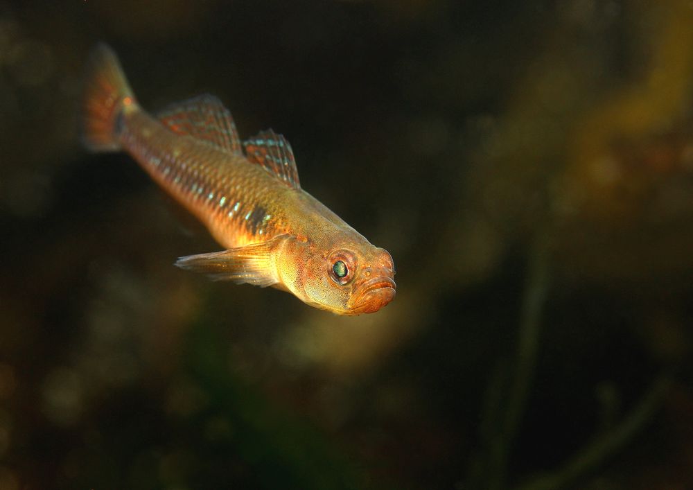 "kleiner Fisch" Foto & Bild | unterwasser, uw-salzwasser, natur-kreativ ...