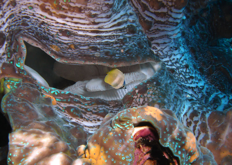 Kleiner Fisch ganz mutig ;-)) Foto & Bild | unterwasser, uw-salzwasser ...