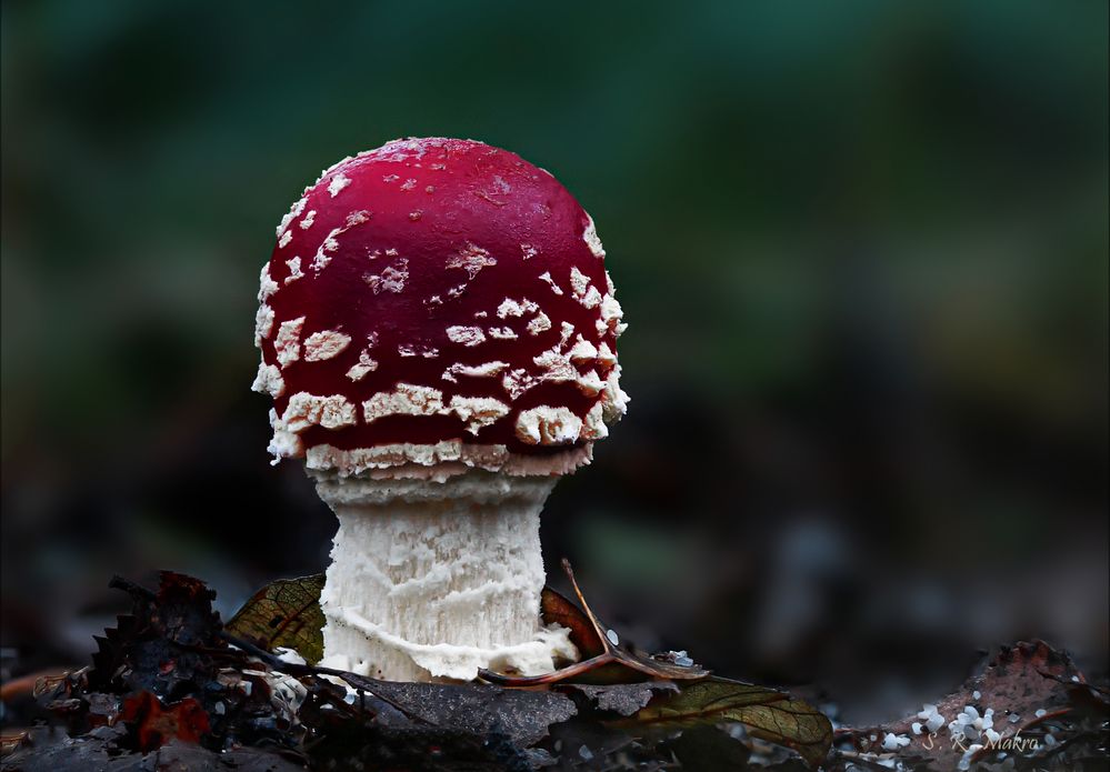 Kleiner Flippi :) Foto & Bild | fotos, spezial, wald Bilder auf ...