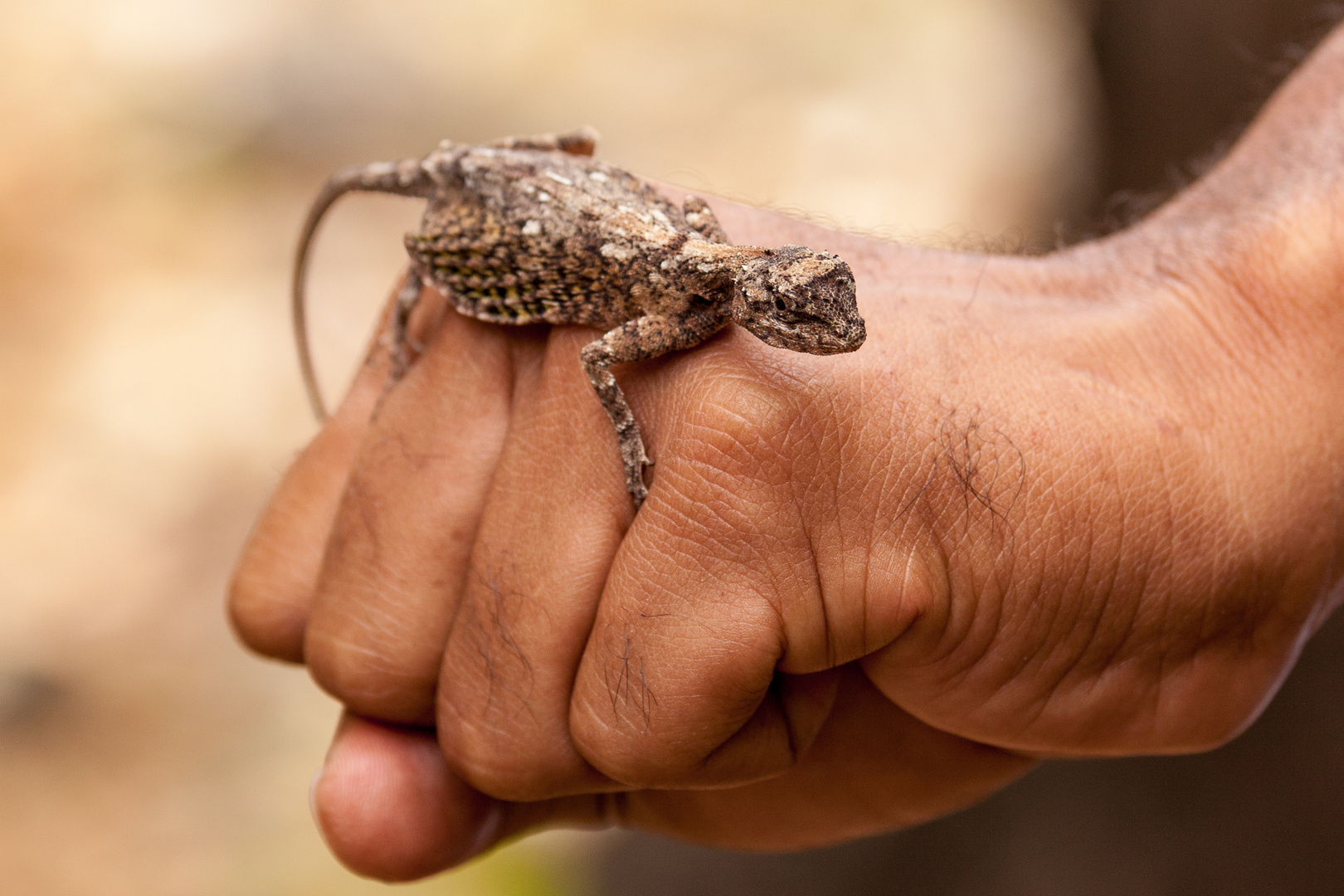 Kleiner Flugdrache Foto & Bild | asia, indonesia, southeast asia Bilder ...