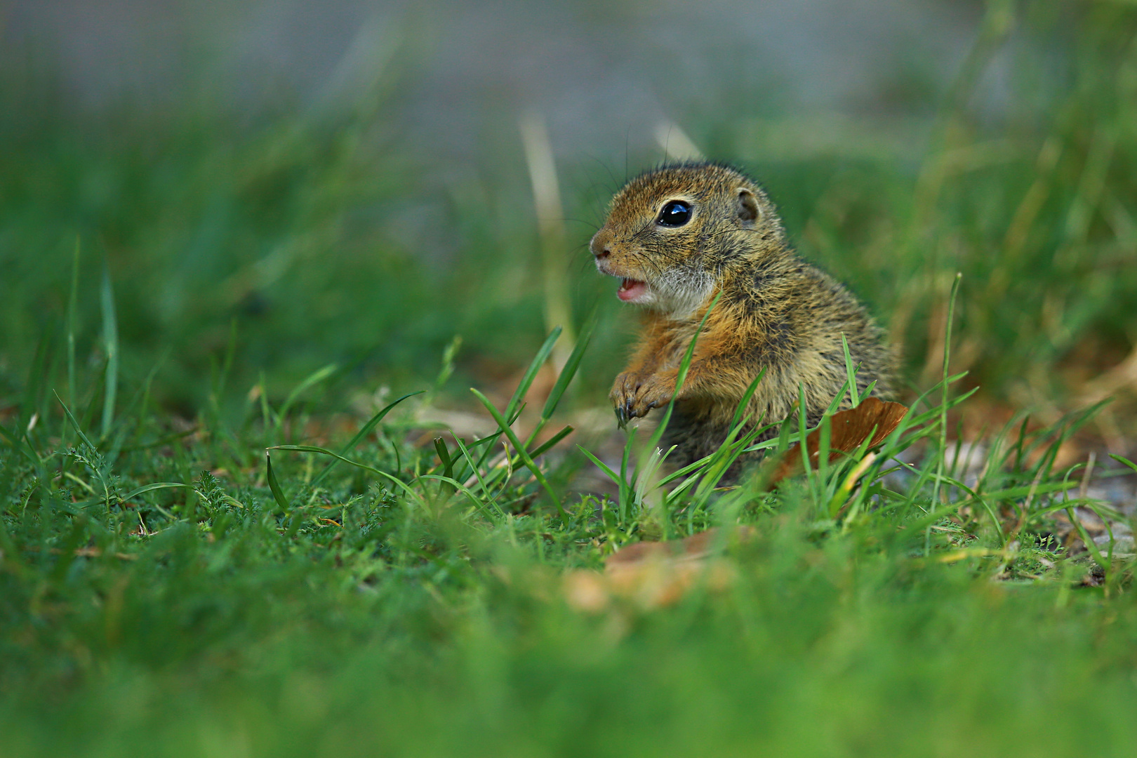 Kleiner Frechdachs Foto & Bild | tiere, wildlife, säugetiere Bilder auf ...