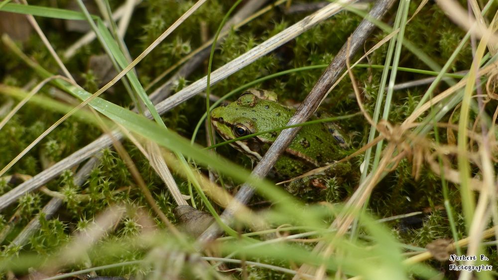 kleiner Frosch Foto & Bild | teich, natur, pflanzen Bilder auf ...
