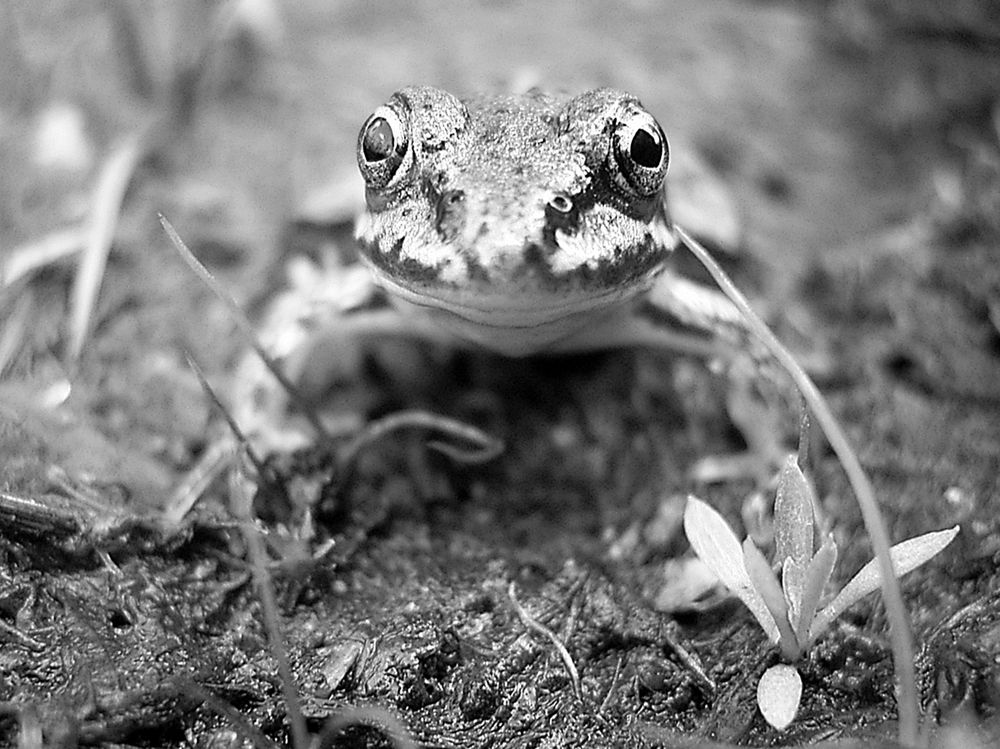Kleiner Frosch - Bild & Foto von sweetangel90 aus Schwarzweißfotografie ...