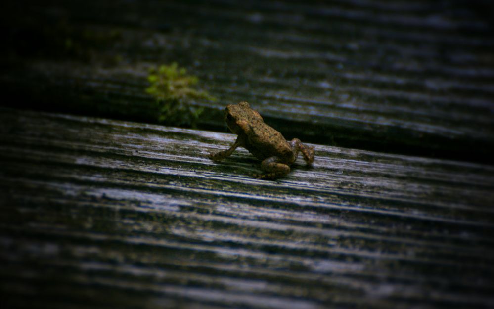 Kleiner Frosch Foto & Bild | tiere, wildlife, wildlife: sonstige tiere ...