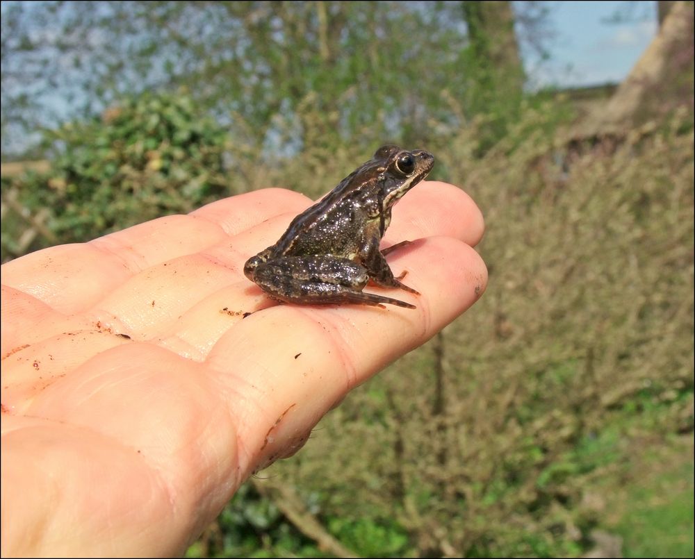 kleiner Frosch... Foto & Bild | tiere, wildlife, wildlife: sonstige ...