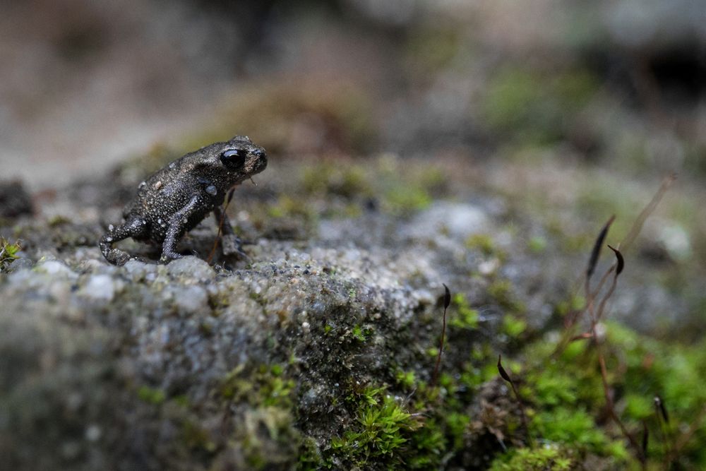 kleiner Frosch Foto & Bild | tiere, wildlife, amphibien & reptilien ...
