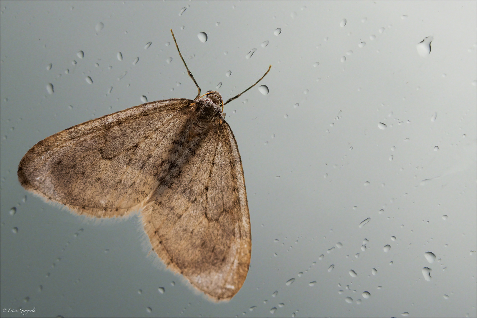 Kleiner Frostspanner - Operopthera brumata - Männchen Foto & Bild ...