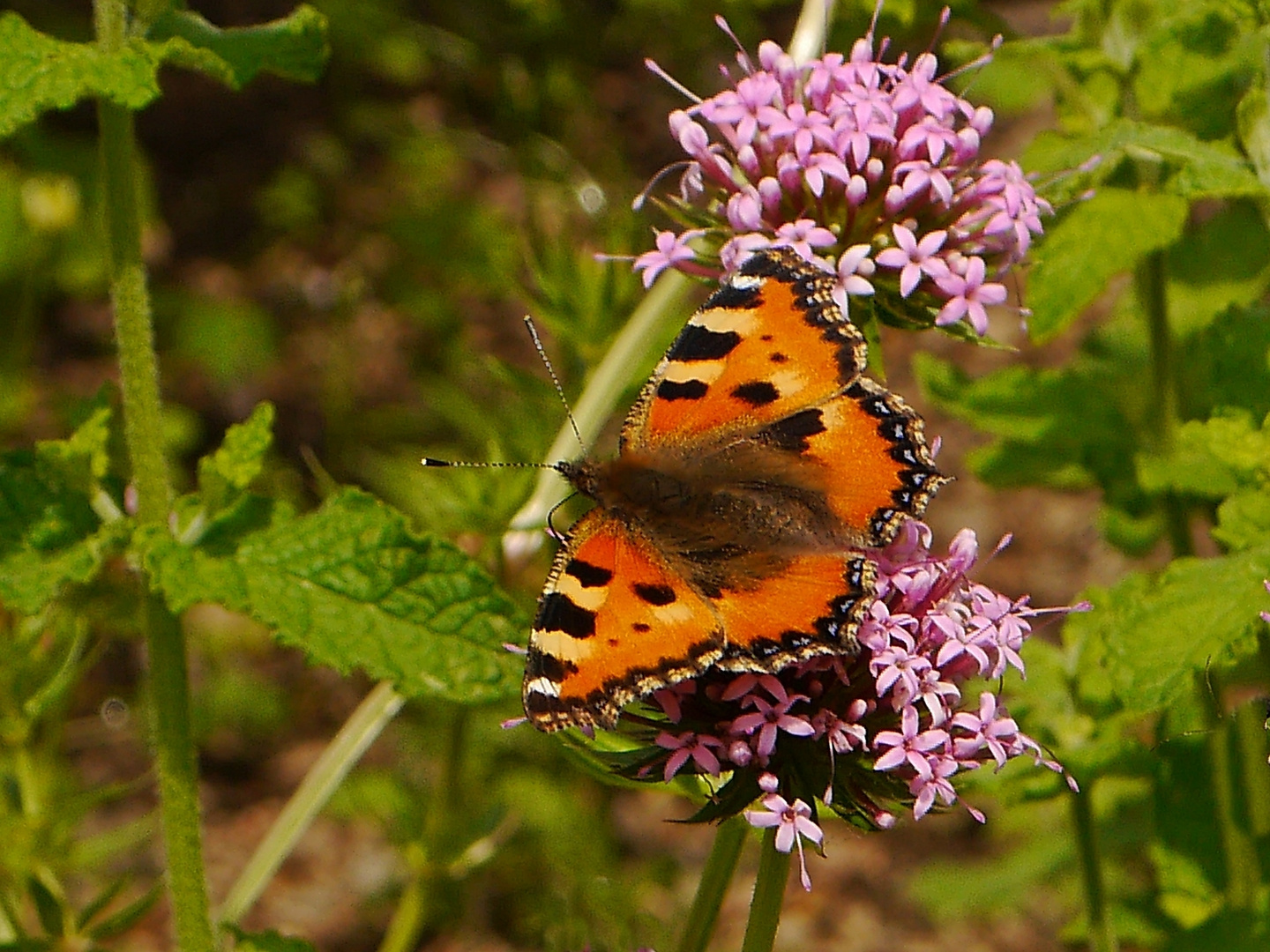 Kleiner Fuchs Foto & Bild | tiere, wildlife, schmetterlinge Bilder auf ...