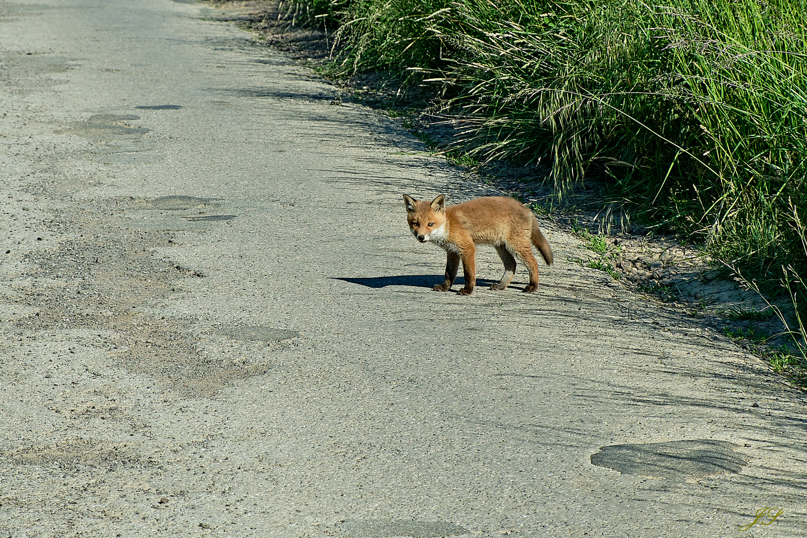 Kleiner Fuchs .... Foto & Bild | tiere, tierkinder, natur Bilder auf ...