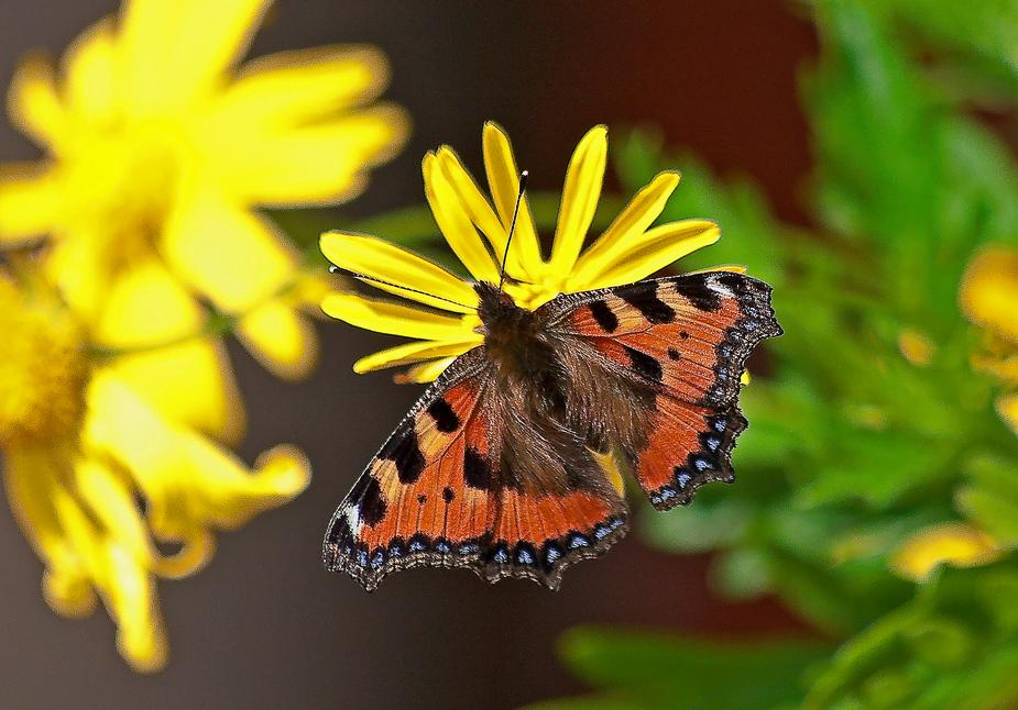 kleiner Fuchs Foto & Bild | tiere, wildlife, schmetterlinge Bilder auf ...