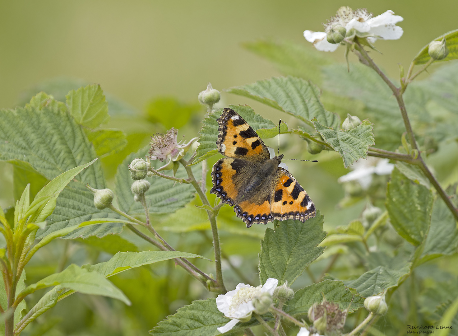 Kleiner Fuchs Foto & Bild | makro, frühling, natur Bilder auf fotocommunity