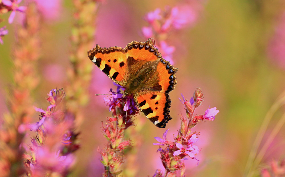 Kleiner Fuchs Foto & Bild | tiere, wildlife, insekten Bilder auf ...