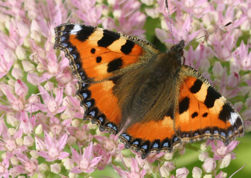 Kleiner Fuchs Foto & Bild | animals, wildlife, insects Bilder auf ...