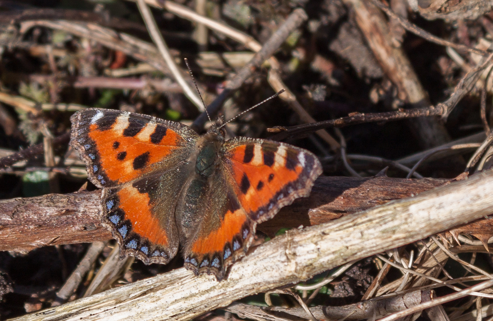 Kleiner Fuchs Foto & Bild | frühling, natur, schmetterling Bilder auf ...