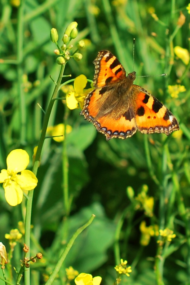 kleiner Fuchs Foto & Bild | tiere, wildlife, schmetterlinge Bilder auf ...
