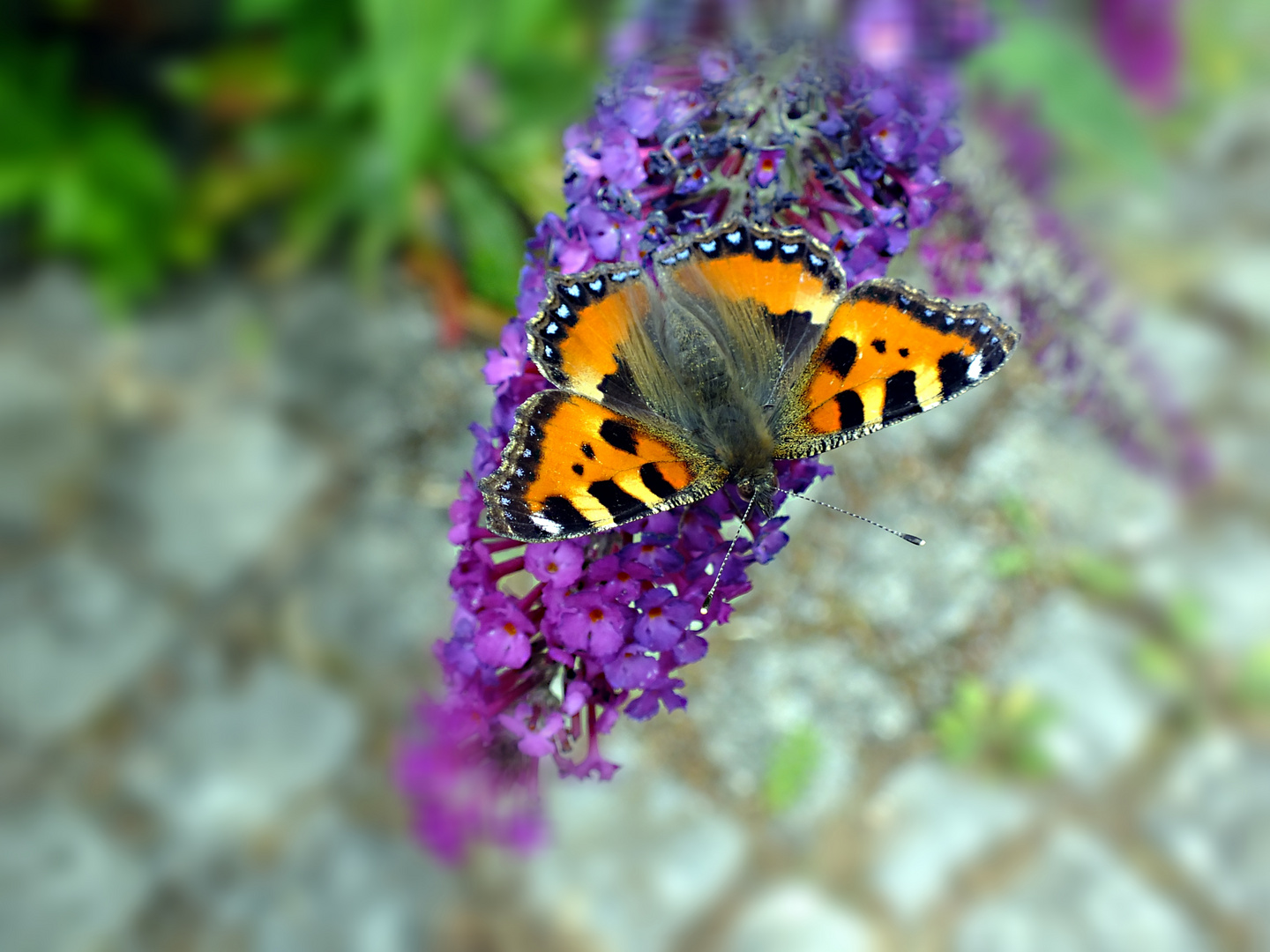 Kleiner Fuchs Foto & Bild | tiere, wildlife, schmetterlinge Bilder auf ...