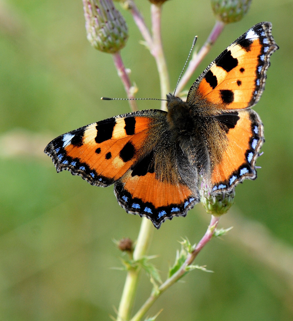 Kleiner Fuchs Foto & Bild | tiere, wildlife, schmetterlinge Bilder auf ...
