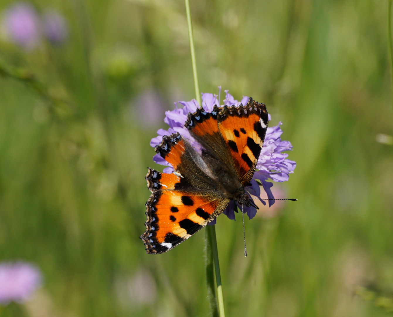 Kleiner Fuchs Foto & Bild | tiere, wildlife, sommer Bilder auf ...