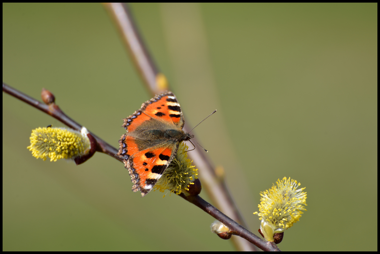 Kleiner Fuchs Foto & Bild | tiere, wildlife, schmetterlinge Bilder auf ...