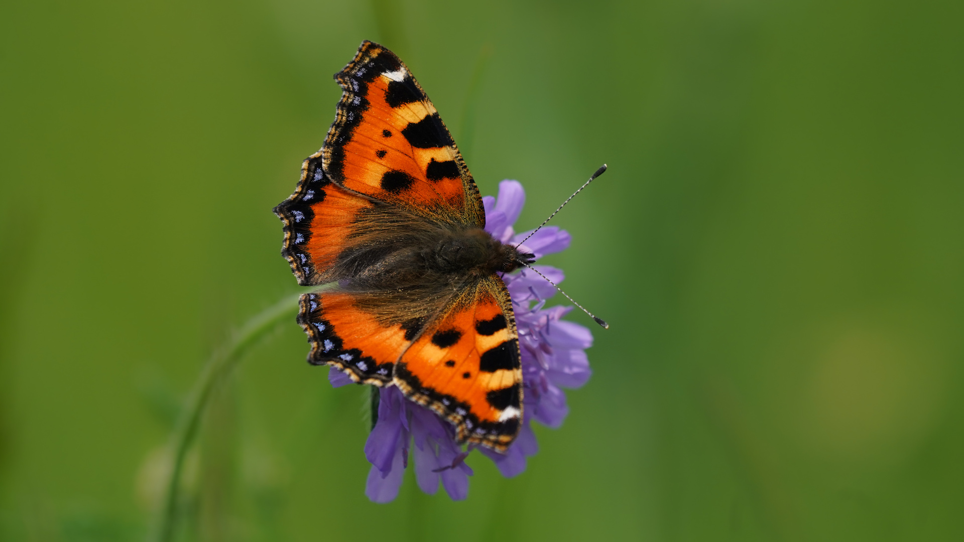 kleiner Fuchs Foto & Bild | tiere, wildlife, schmetterlinge Bilder auf ...
