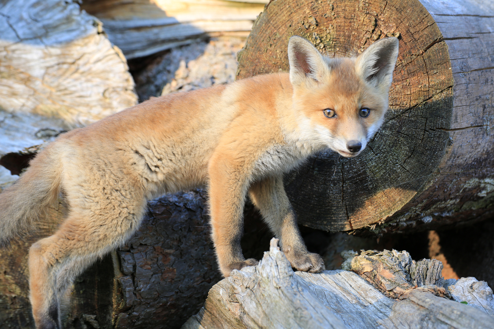 kleiner Fuchs Foto & Bild | nature, red, natur Bilder auf fotocommunity