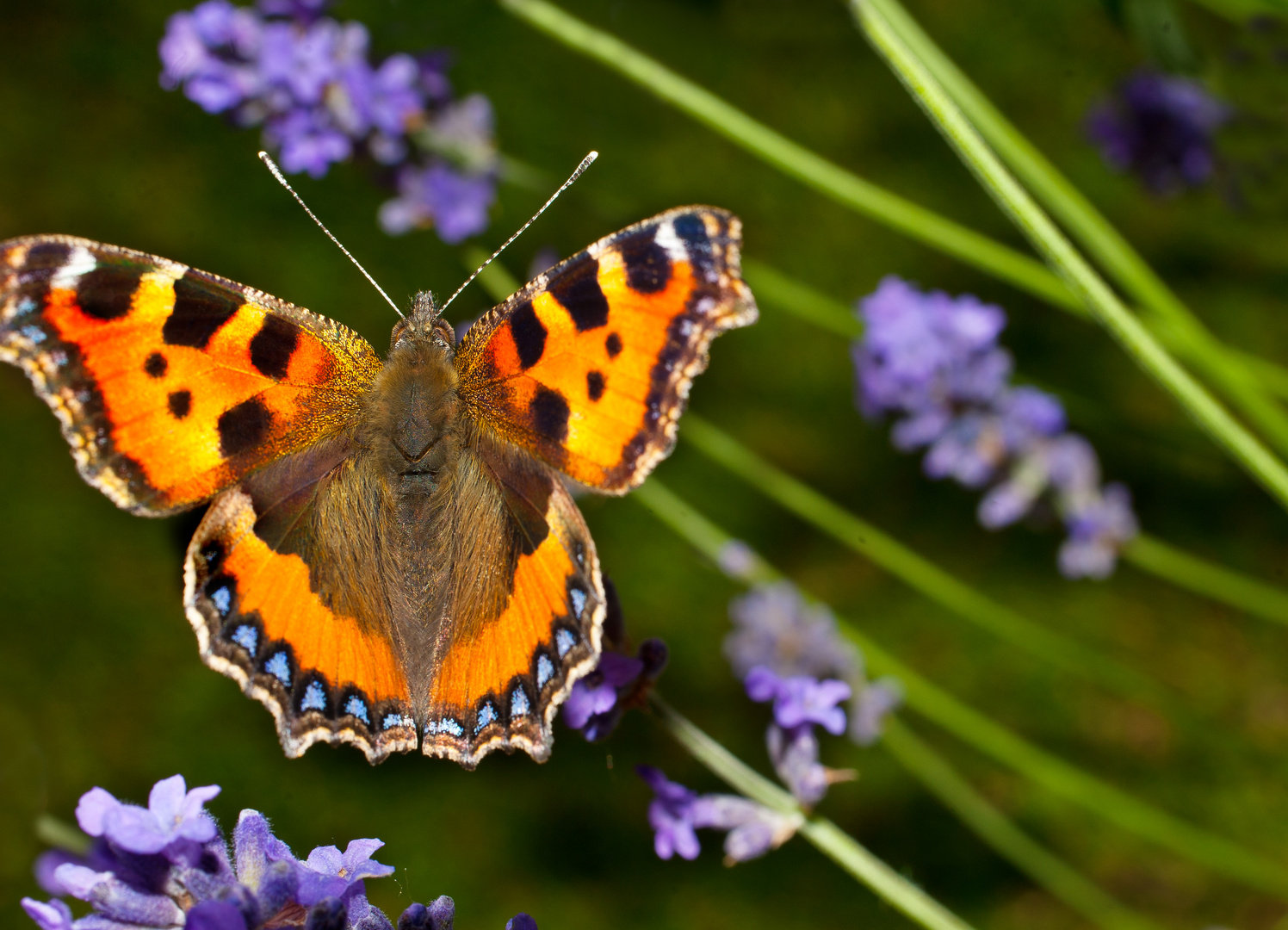 Kleiner Fuchs Foto & Bild | natur, nahaufnahme, schmetterling Bilder ...