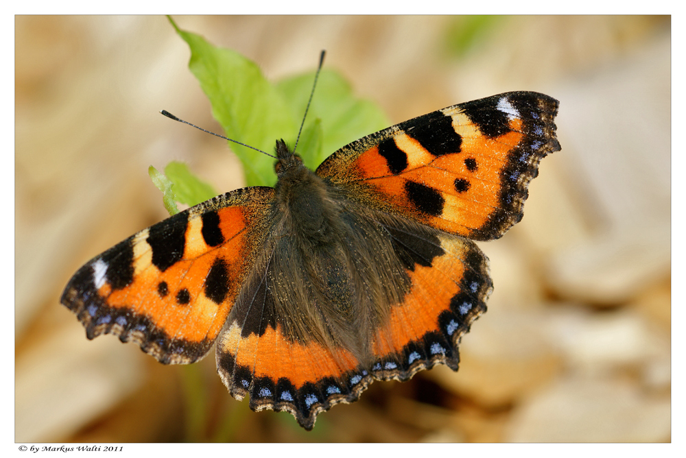 Kleiner Fuchs Foto & Bild | tiere, wildlife, schmetterlinge Bilder auf ...