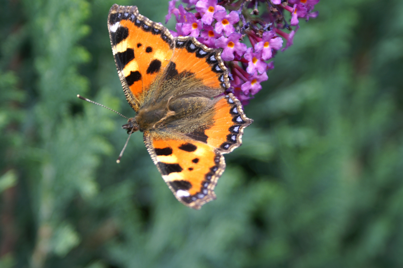 Kleiner Fuchs Foto & Bild | tiere, natur Bilder auf fotocommunity