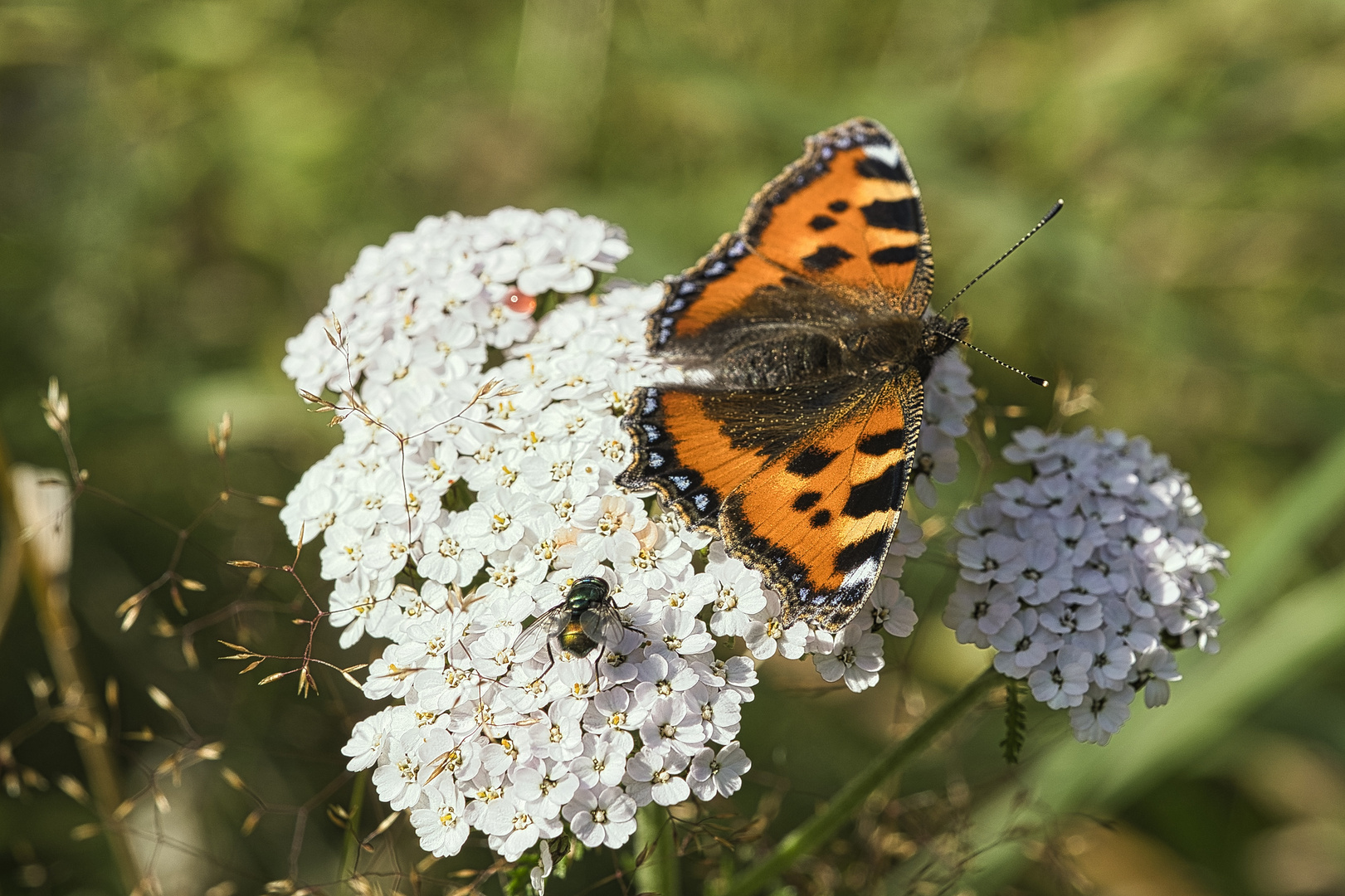 Kleiner Fuchs Foto & Bild | tiere, wildlife, schmetterlinge Bilder auf ...