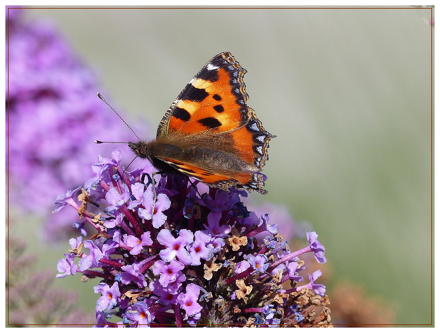 kleiner Fuchs Foto & Bild | tiere, wildlife, schmetterlinge Bilder auf ...