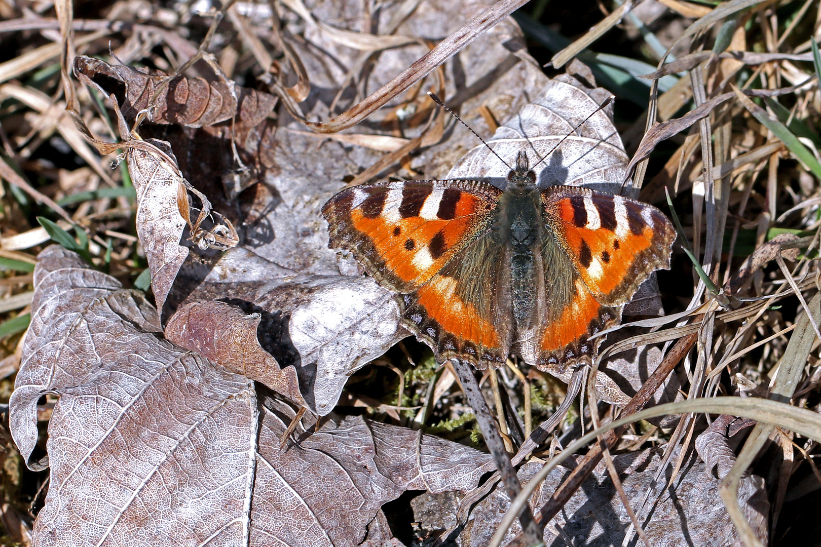 Kleiner Fuchs (Aglais urticae) Foto & Bild | winter, schmetterling, insekt Bilder auf fotocommunity