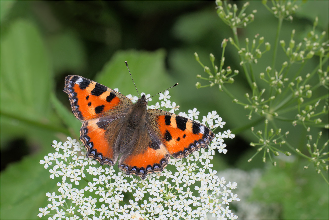 Kleiner Fuchs (Aglais urticae) Foto & Bild | tiere, wildlife, schmetterlinge Bilder auf ...