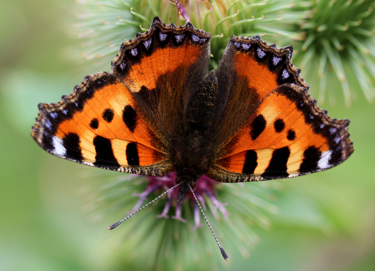 Kleiner Fuchs (Aglais urticae). Foto & Bild | tiere, wildlife, schmetterlinge Bilder auf ...